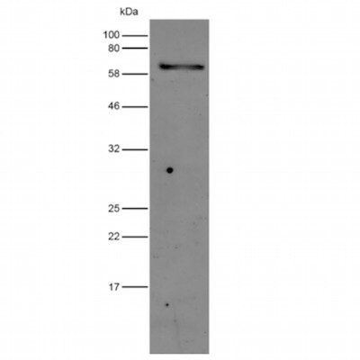 mNeonGreen Monoclonal antibody (32F6) | Proteintech