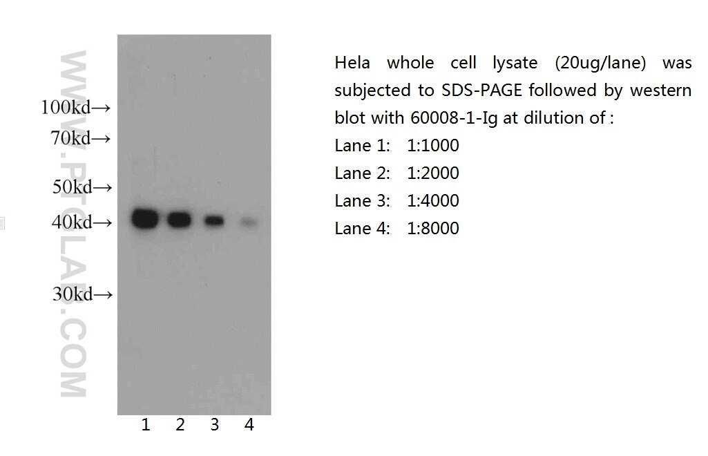 抗Beta-Actin（ACTB）鼠单克隆抗体_报价/价格/性能参数/图, Proteintech_生物器材网