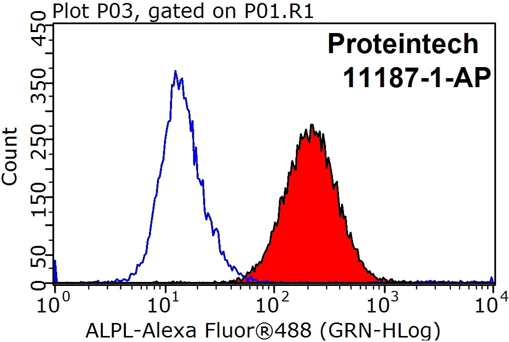 ALPL Antibodies | AntibodyResource.com