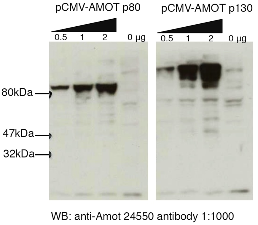 AMOT Antibody 24550-1-AP | Proteintech