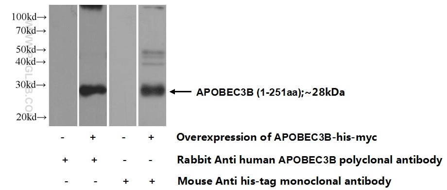 APOBEC3B antibody (14559-1-AP) | Proteintech