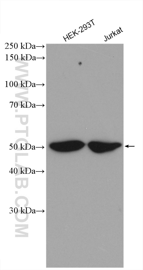 ATG5 antibody (10181-2-AP) | Proteintech