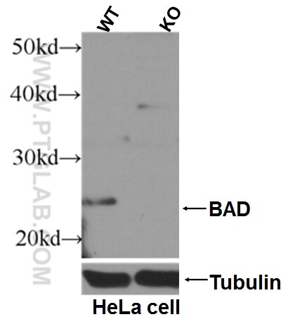 BAD Antibody 10435-1-AP | Proteintech