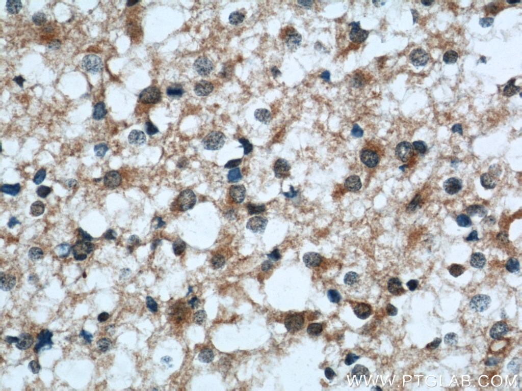 BAX Antibody 50599-2-Ig | Proteintech