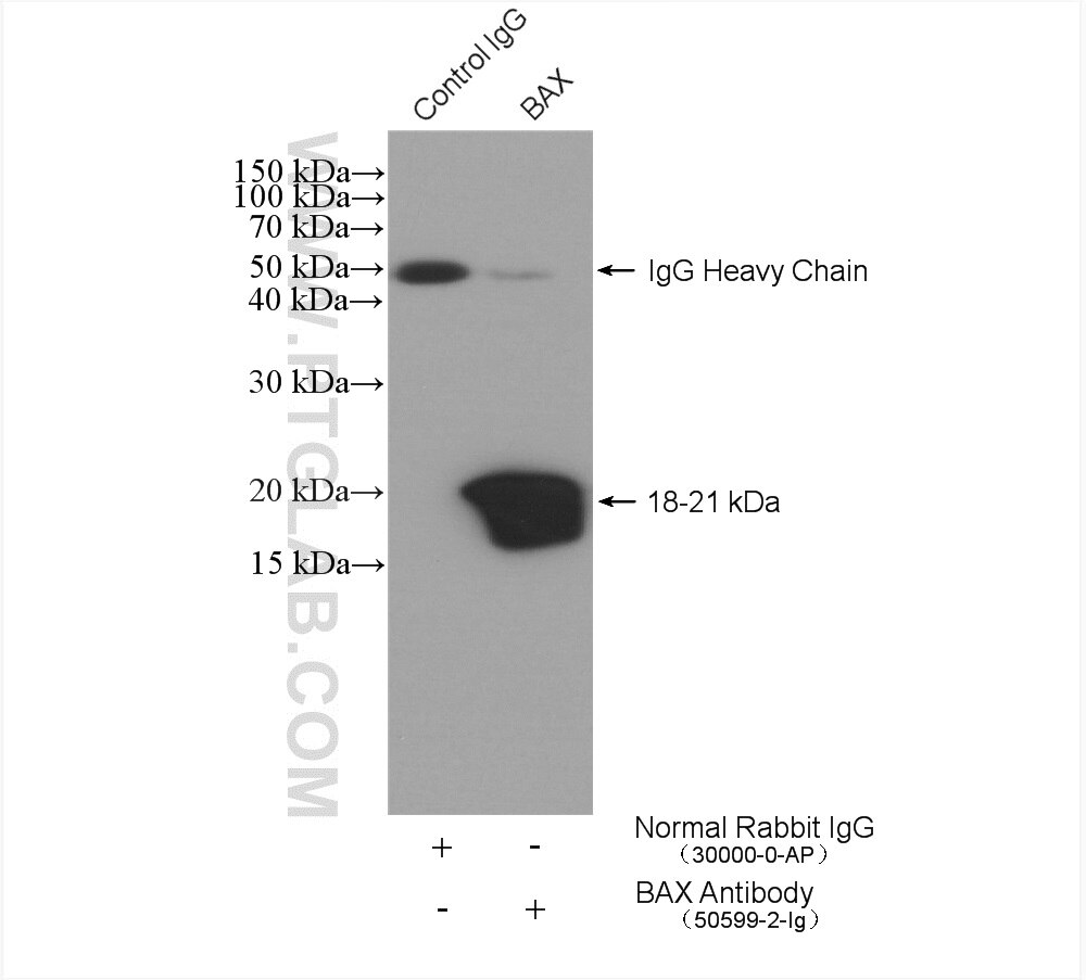 BAX Antibody 50599-2-Ig | Proteintech