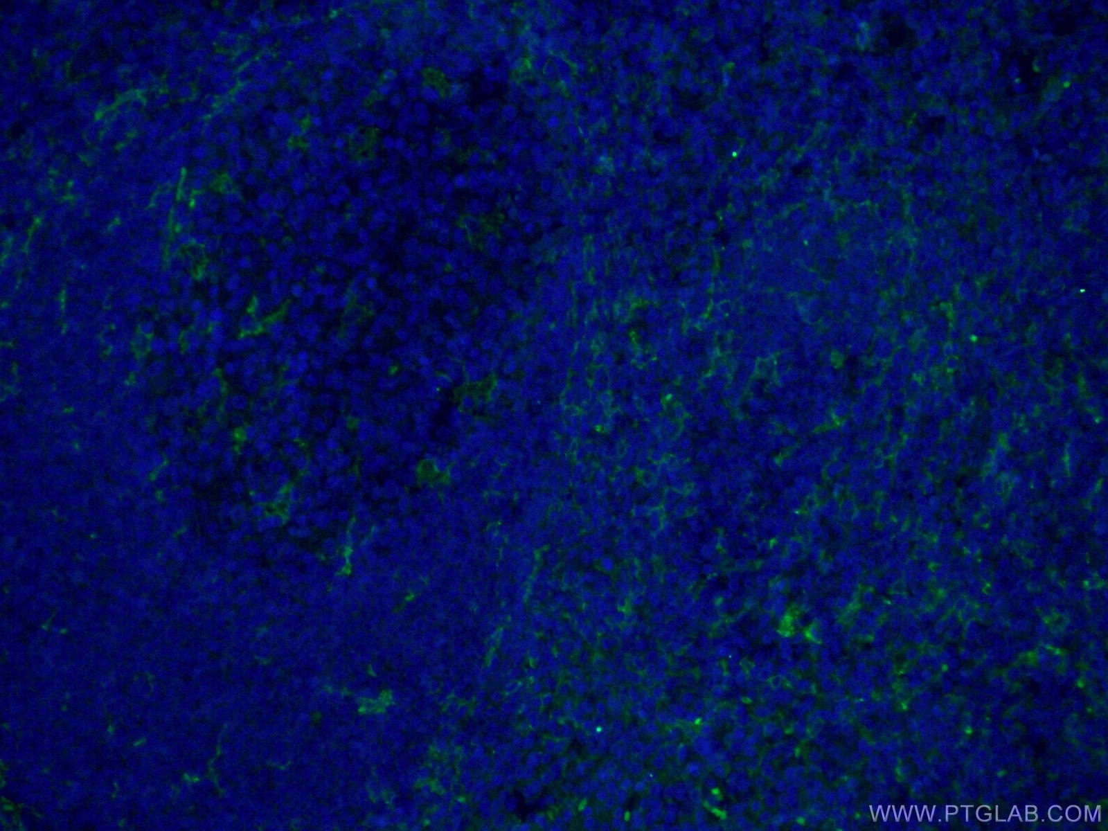 CD11c/Integrin Alpha X Antibody CL488-60258 | Proteintech