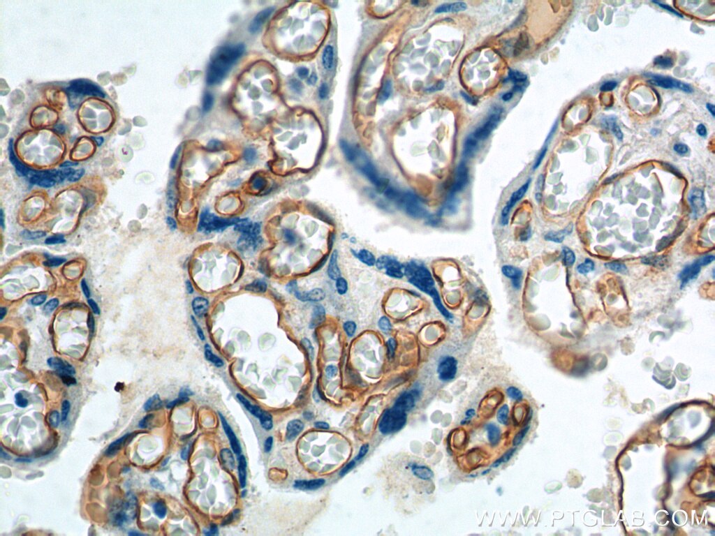 CD34 Antibody 60180-1-Ig | Proteintech