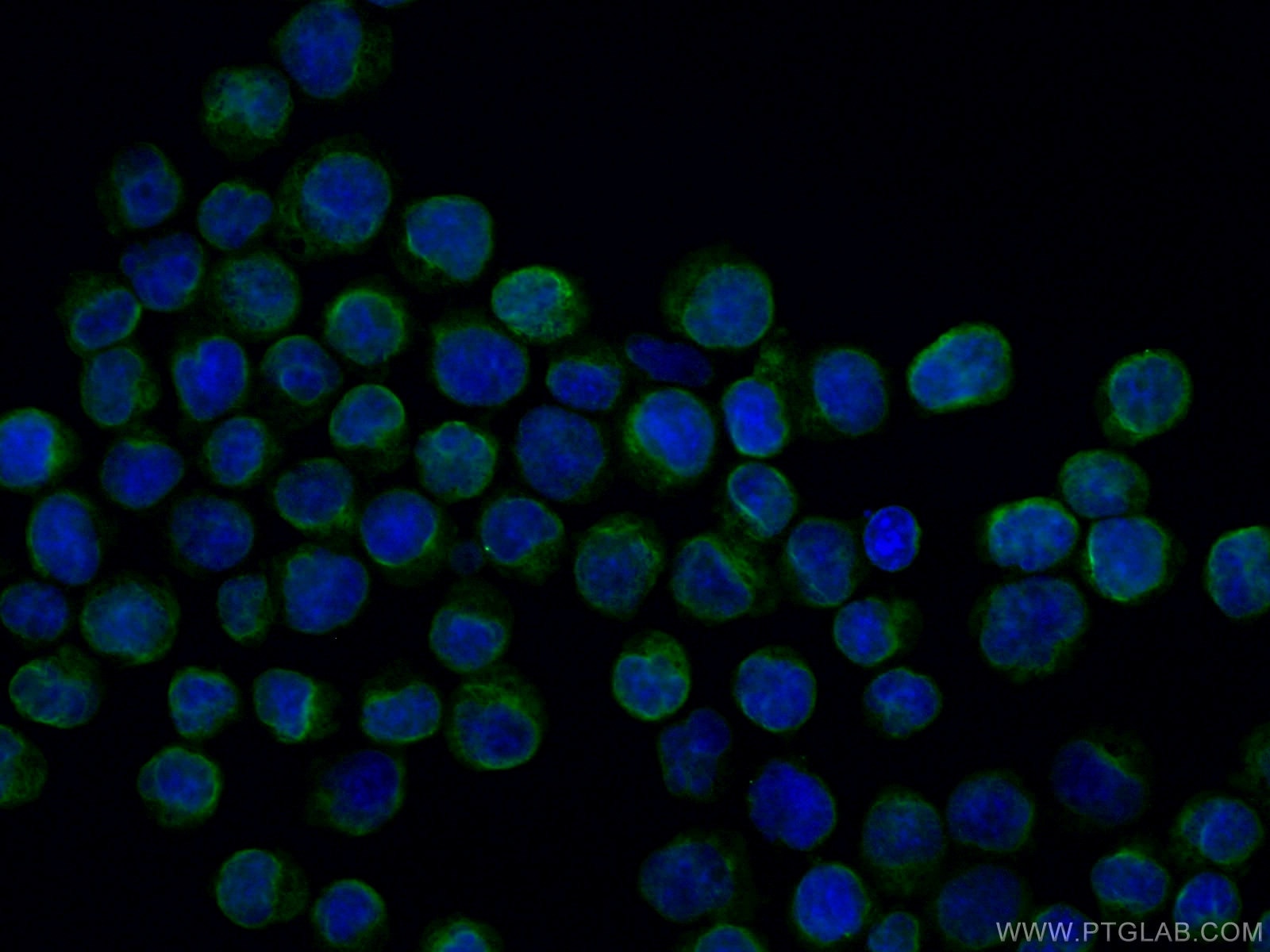 CD3 Antibody 60181-1-Ig | Proteintech
