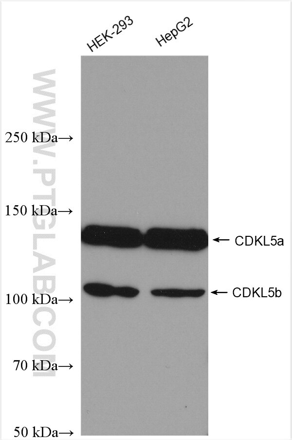 CDKL5 antibody (12973-1-AP) | Proteintech