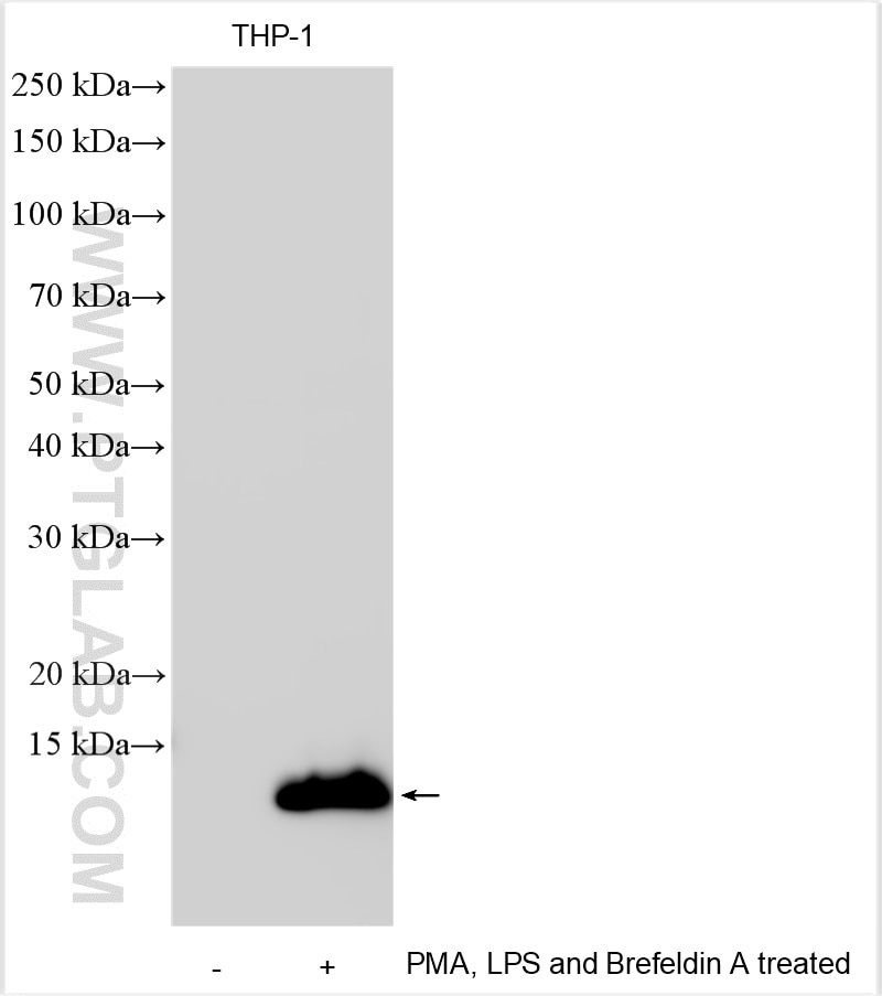 Proteintech Antibodies