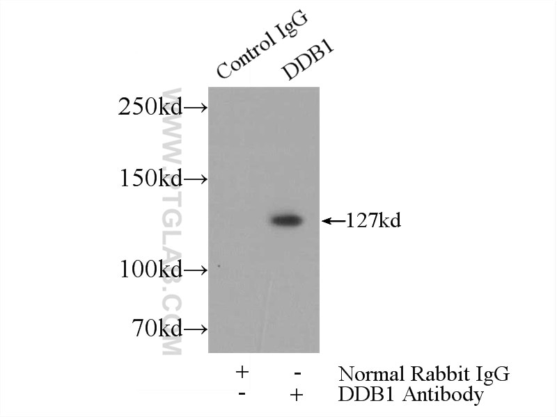 DDB1 antibody (11380-1-AP) | Proteintech