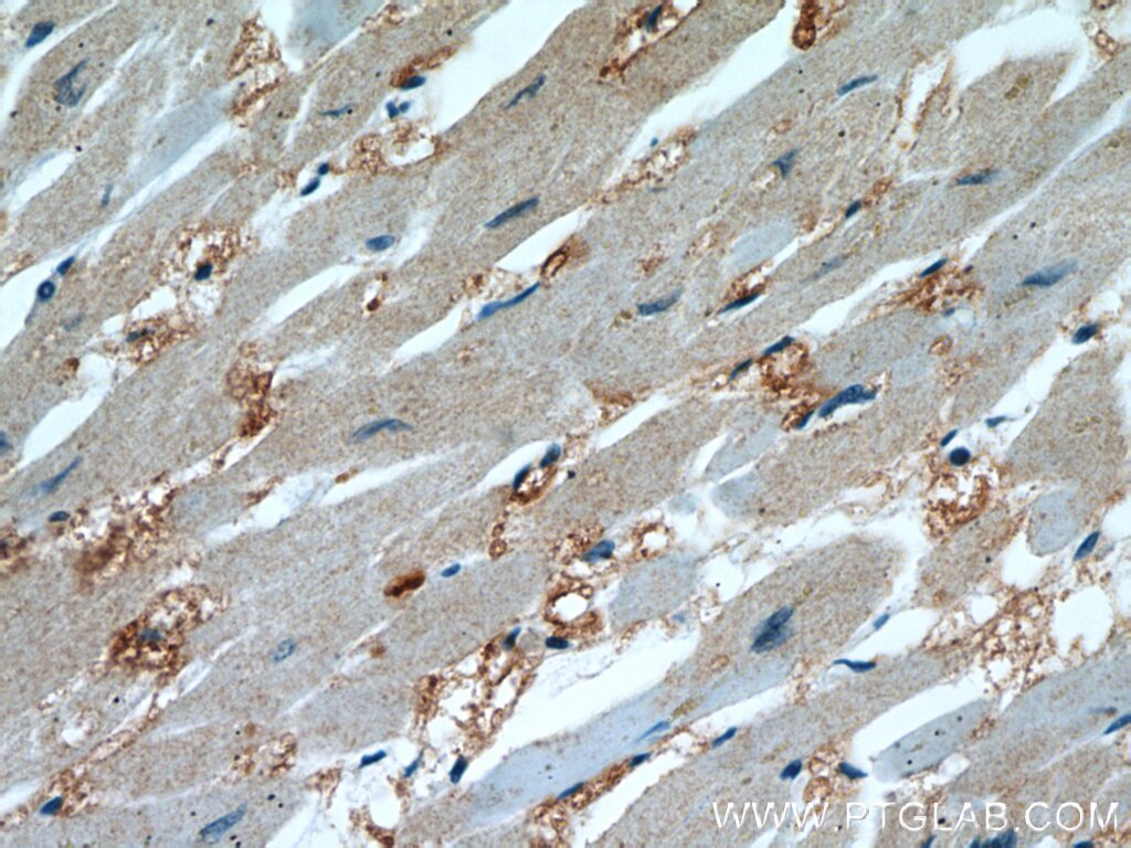 ENO3-specific antibody (55234-1-AP) | Proteintech
