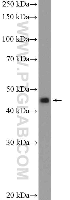 ERMAP Fusion Protein Ag16723 | Proteintech