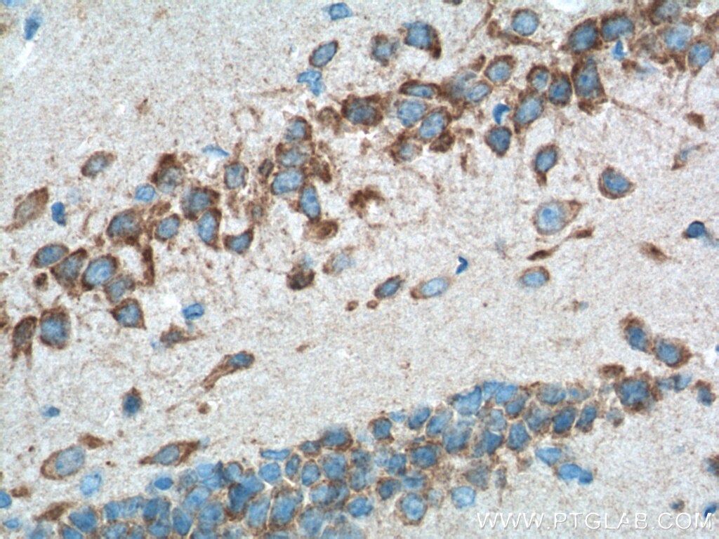 F4/80 Antibody 18705-1-AP | Proteintech