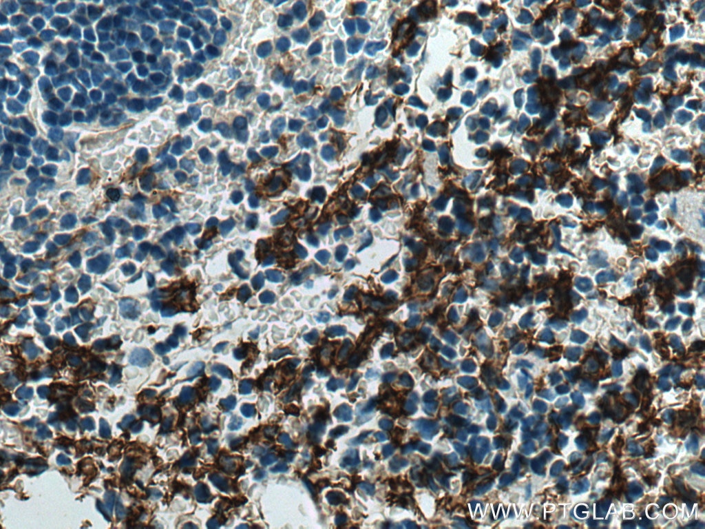 F4/80 Antibody 28463-1-AP | Proteintech