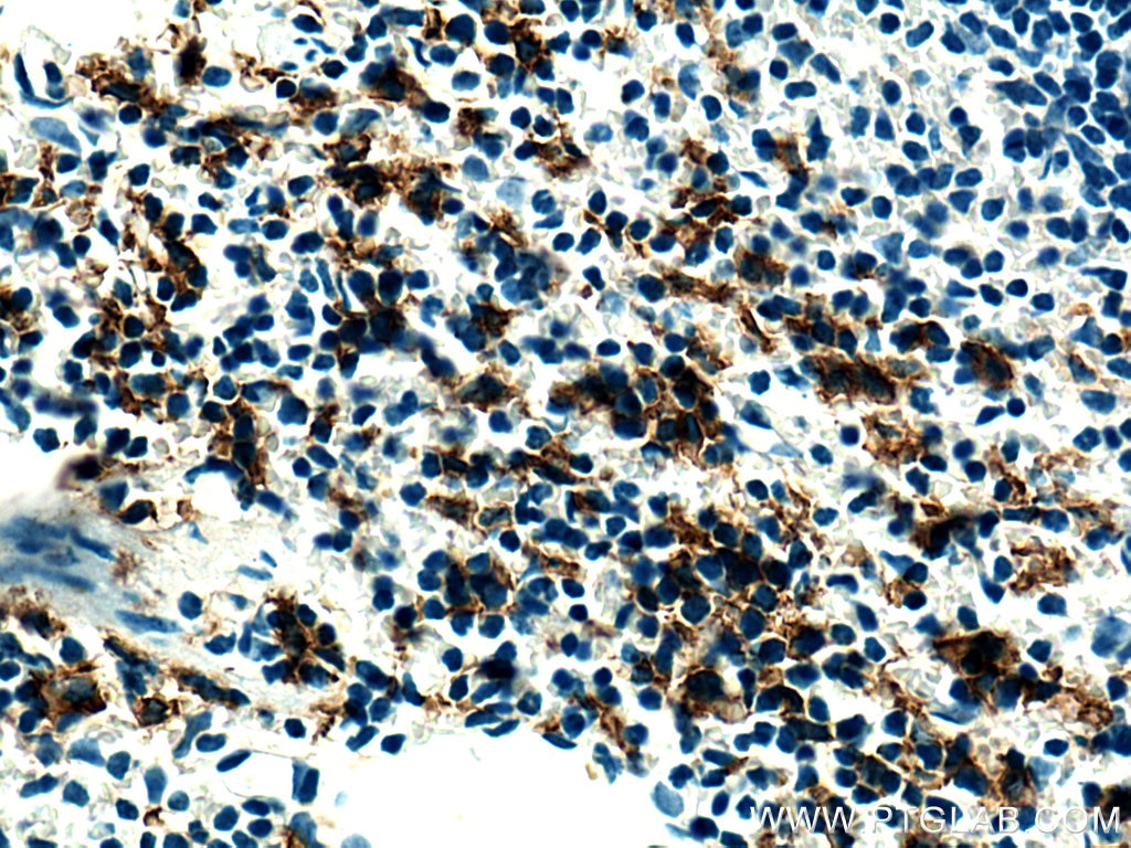 F4/80 Antibody 28463-1-AP | Proteintech
