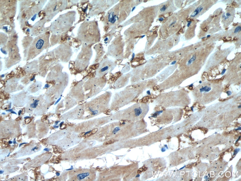 FABP3 antibody (10676-1-AP) | Proteintech