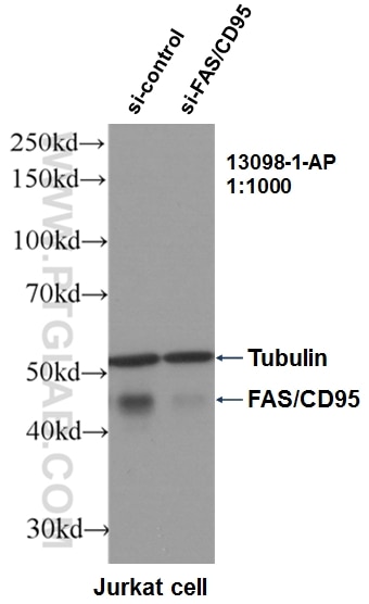Fas/CD95 antibody (13098-1-AP) | Proteintech