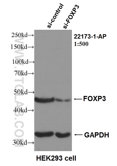 FOXP3 antibody (22173-1-AP) | Proteintech
