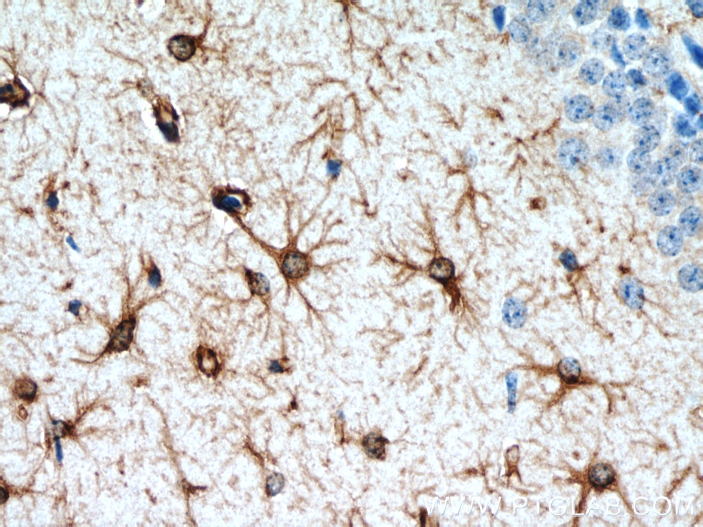 Proteintech GFAP Antibody (60190-1-IG) | Mouse Mono | Proteintech