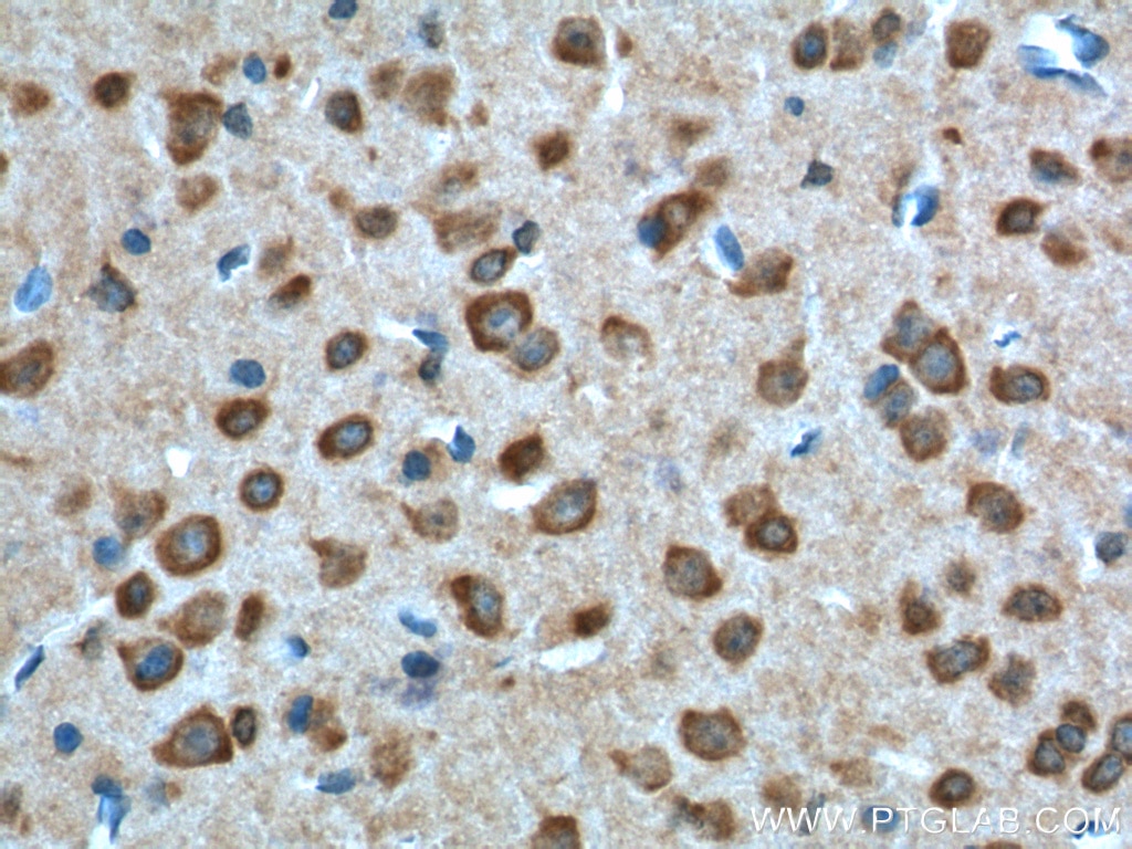 GPR19 antibody (24481-1-AP) | Proteintech