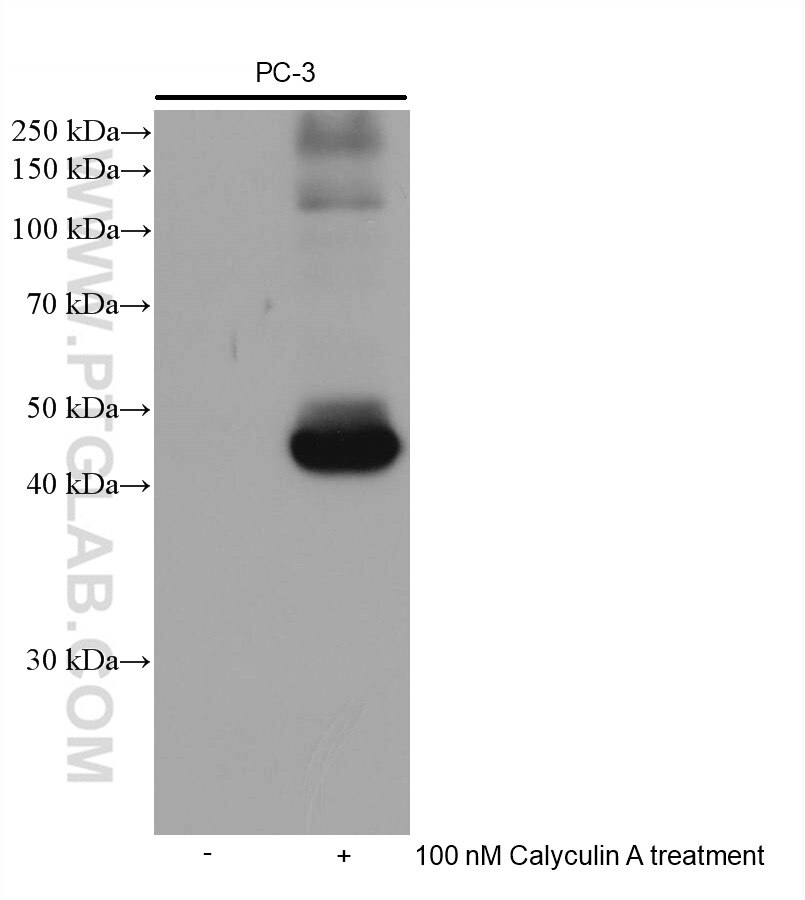 GSK3B-phospho-S9 Antibody 67558-1-Ig | Proteintech