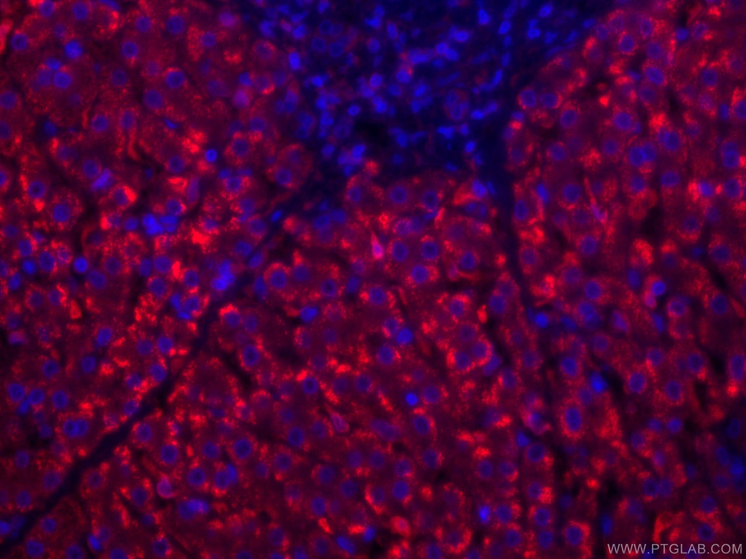 HO-1/HMOX1 antibody (CL594-66743) | Proteintech