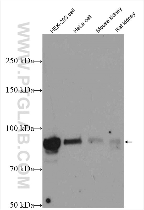 HSP90 Antibody 13171-1-AP | Proteintech