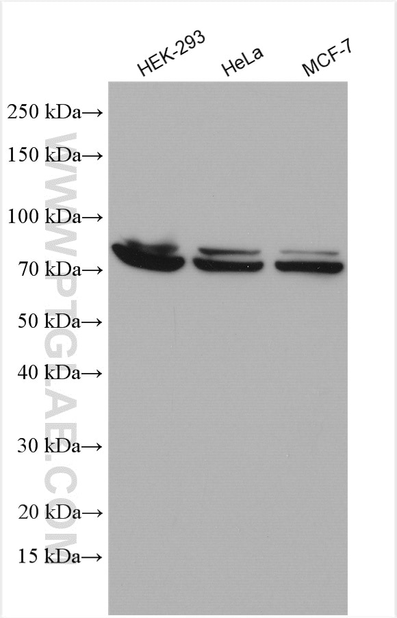 Hsc70 Antibody 10654-1-AP | Proteintech