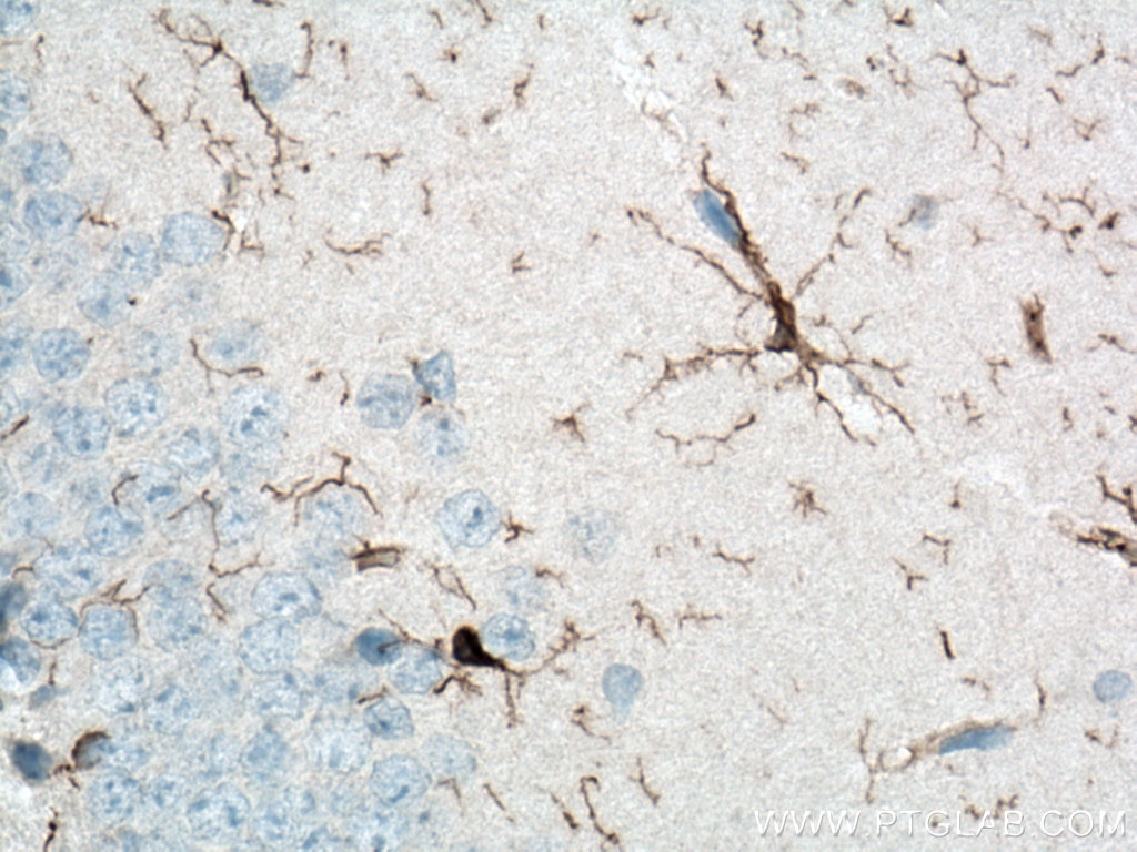 IBA1 Antibody 10904-1-AP | Proteintech