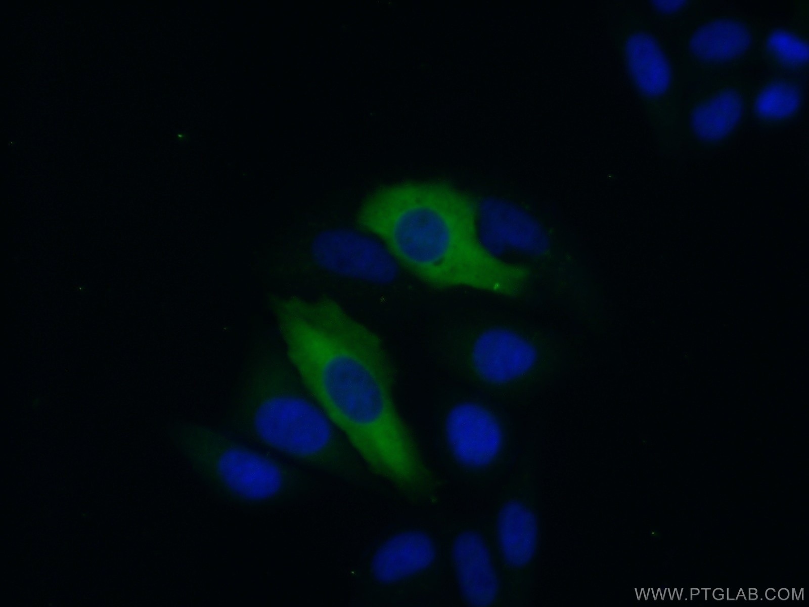 IFIT3 antibody (15201-1-AP) | Proteintech