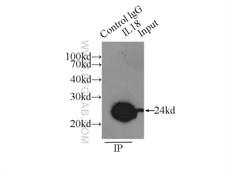 IL-18 Antibody 10663-1-AP | Proteintech