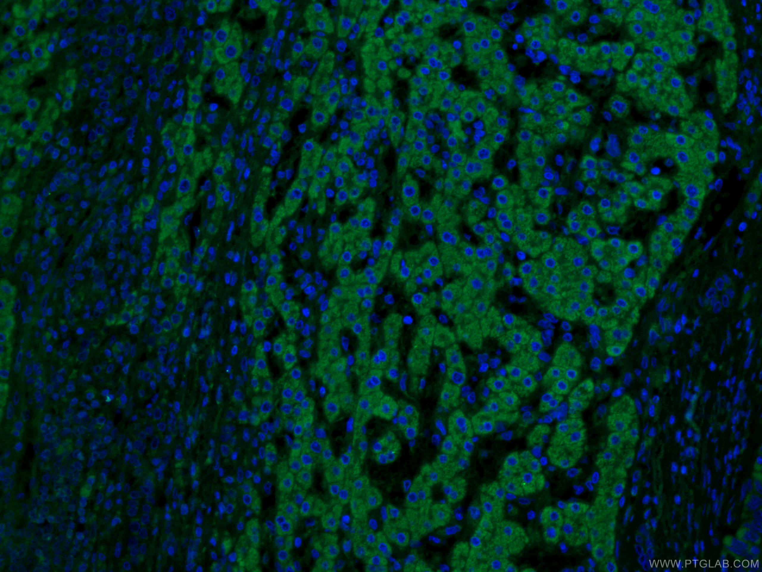 IVD antibody (66032-1-Ig) | Proteintech