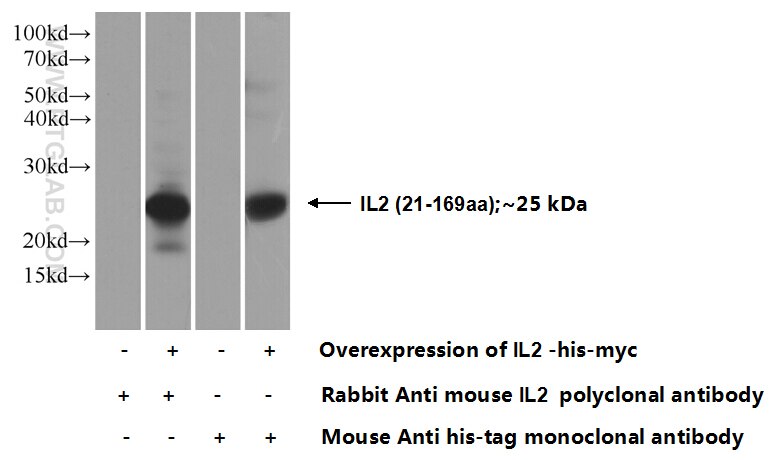 IFN Gamma antibody (15365-1-AP) | Proteintech