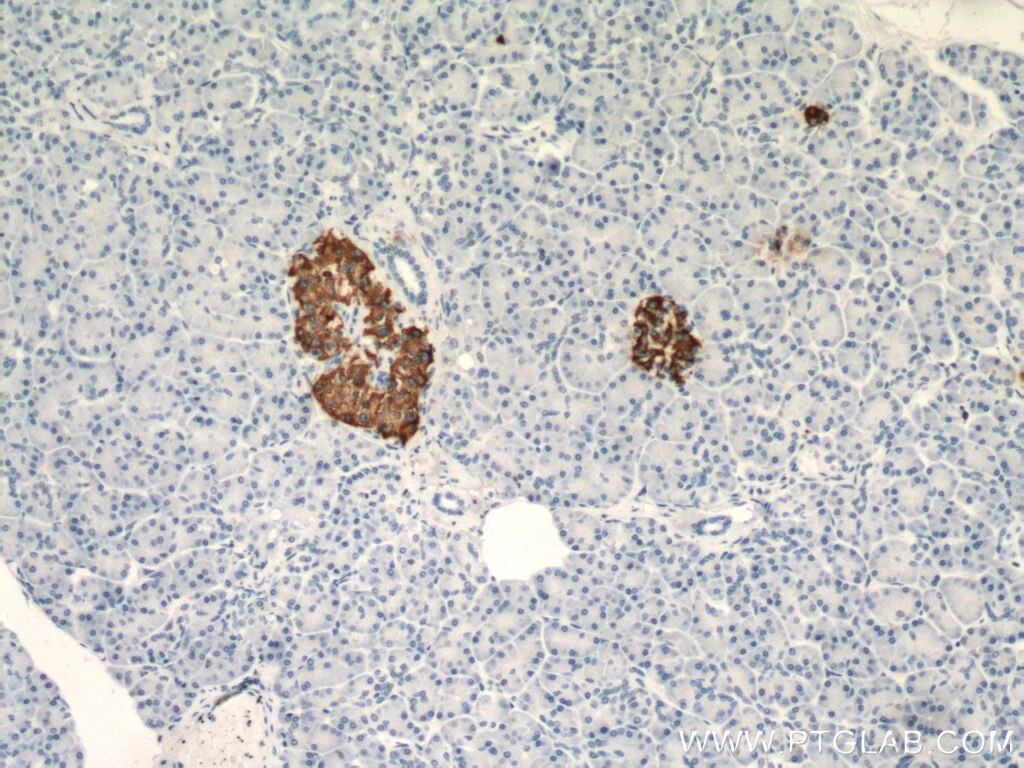 Insulin Antibody 66198-1-Ig | Proteintech