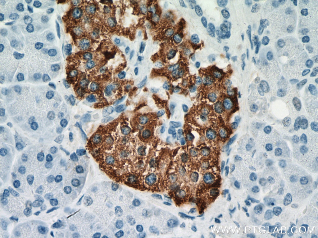Insulin Antibody 66198-1-Ig | Proteintech