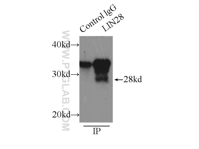 LIN28 antibody (11724-1-AP) | Proteintech