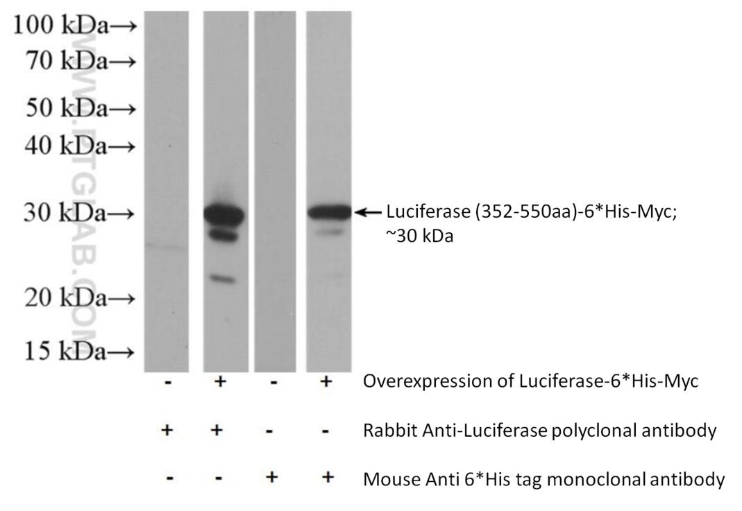 Luciferase Antibody 27986-1-AP | Proteintech