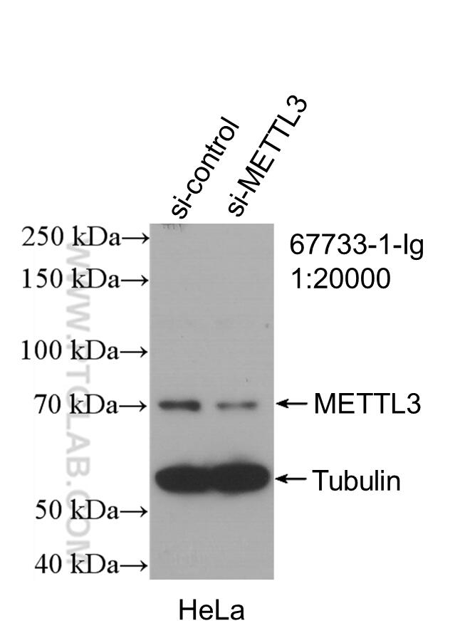 METTL3 Antibody 67733-1-Ig | Proteintech