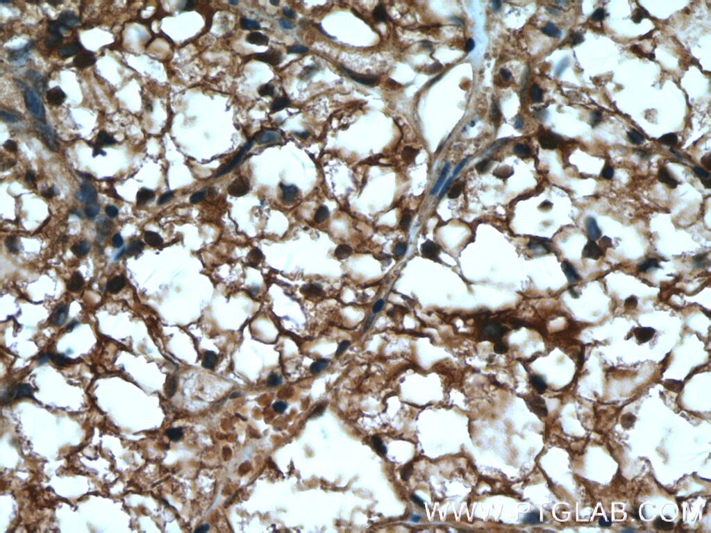 MIOX antibody (17623-1-AP) | Proteintech