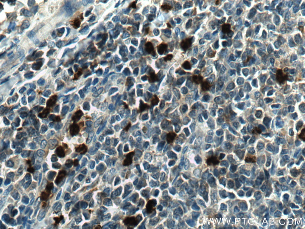 MPO Antibody 66177-1-Ig | Proteintech