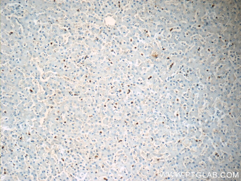 MPO Antibody 66177-1-Ig | Proteintech