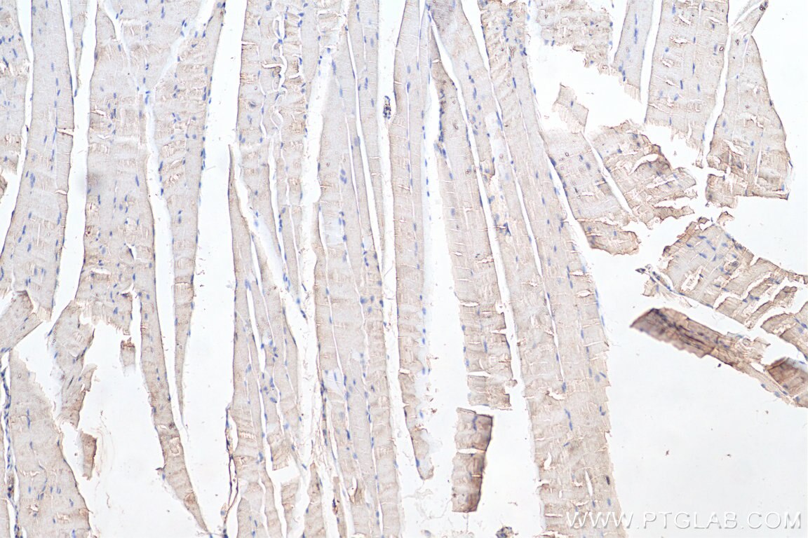 MRAS Antibody 14213-1-AP | Proteintech