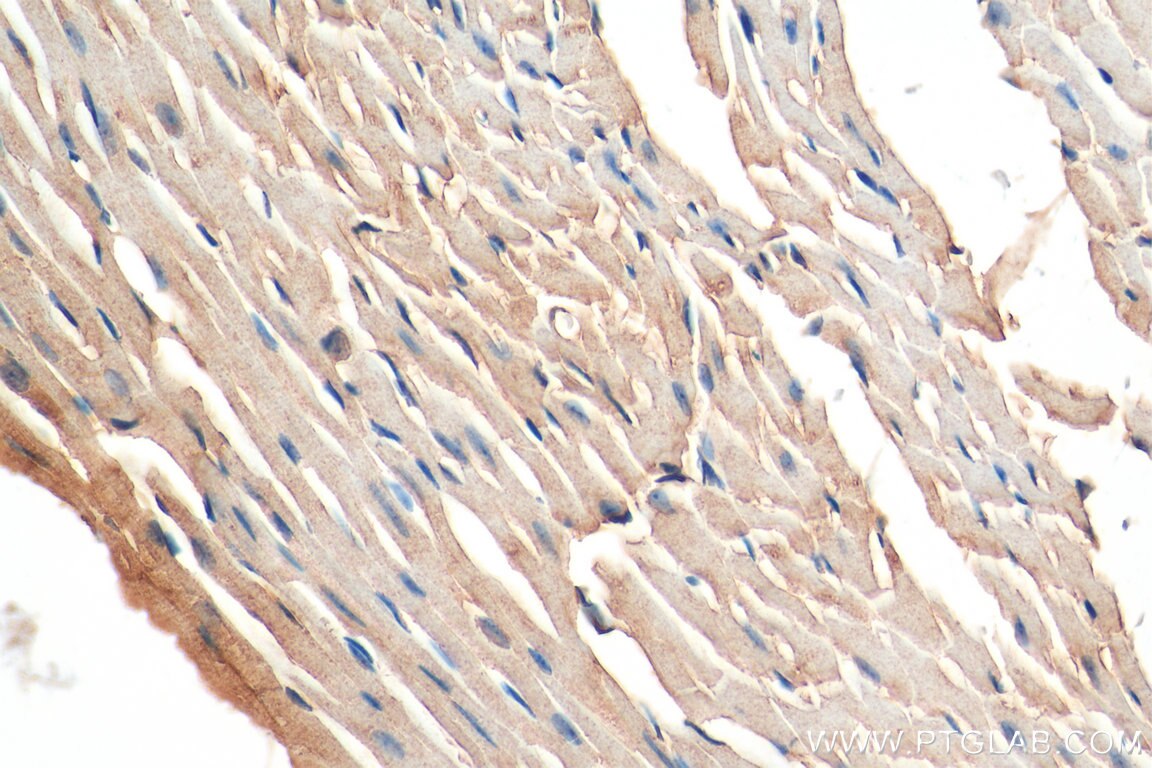 MRAS Antibody 14213-1-AP | Proteintech