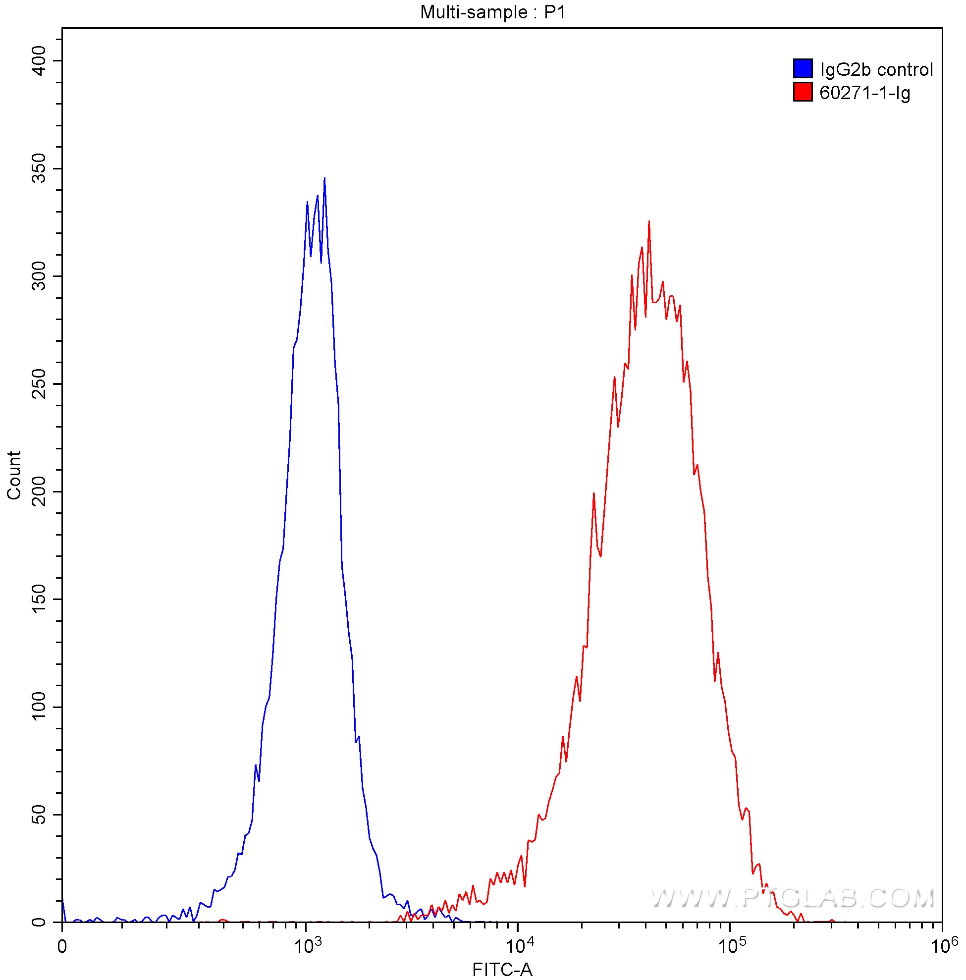 CD20 antibody (60271-1-Ig) | Proteintech