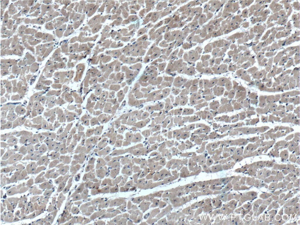 MTOR Antibody 20657-1-AP | Proteintech
