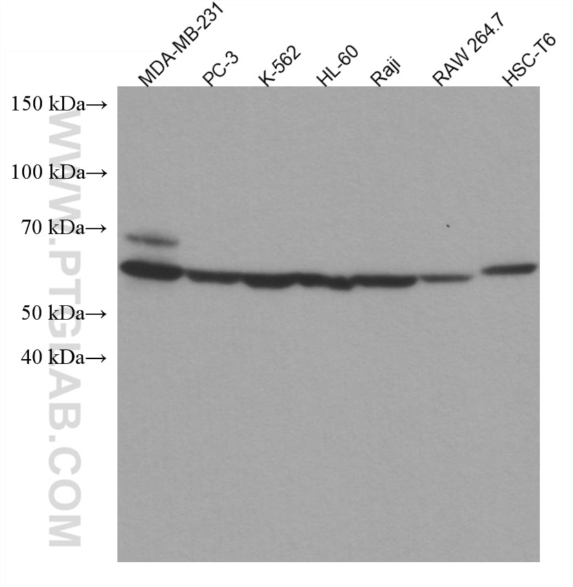 MYC Fusion Protein Ag1263 | Proteintech