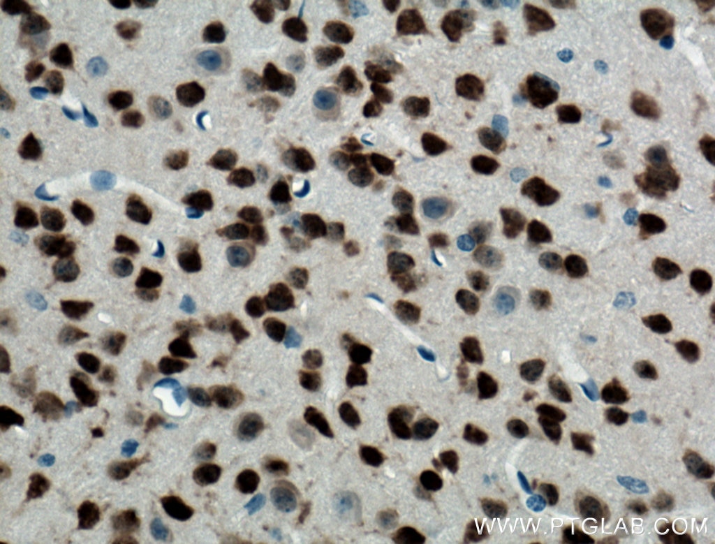 NeuN Antibody 26975-1-AP | Proteintech
