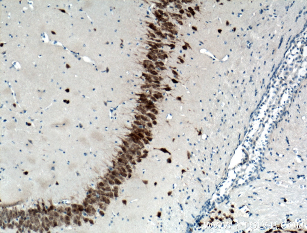 NeuN antibody (26975-1-AP) | Proteintech