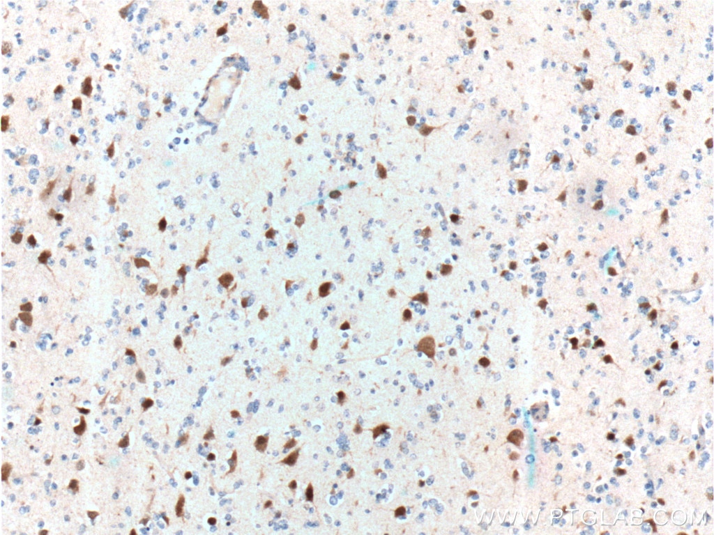 NeuN antibody (26975-1-AP) | Proteintech